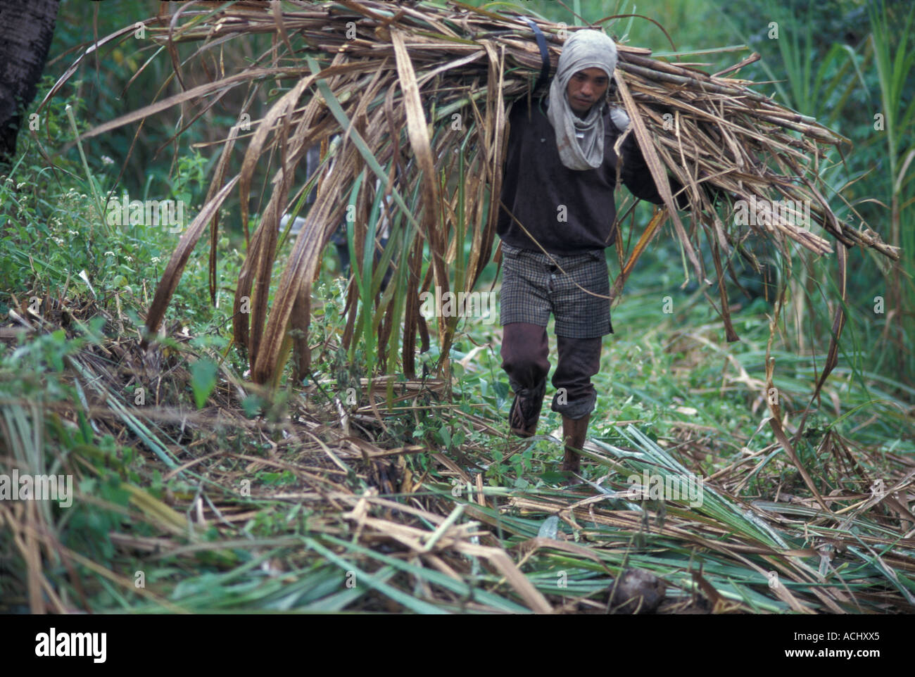 Philippines A sacata or cane cutter harvests sugar cane in green hills ...