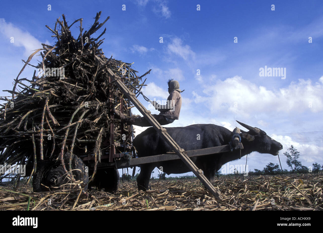 Philippines Sugar cane cutter collects cut cane for water buffalo drawn ...