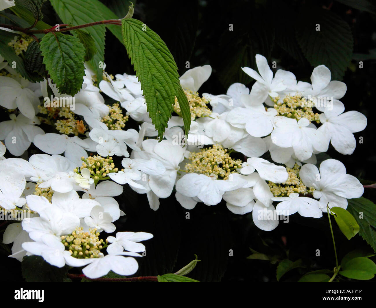 Lace cap hi-res stock photography and images - Alamy