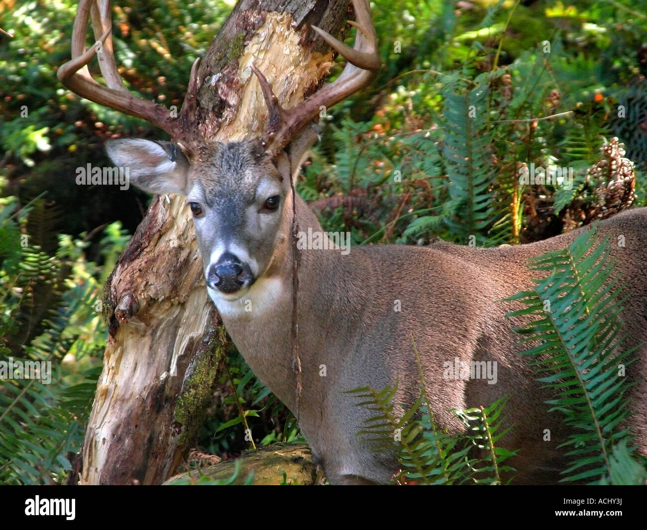 Oh deer hi-res stock photography and images - Alamy
