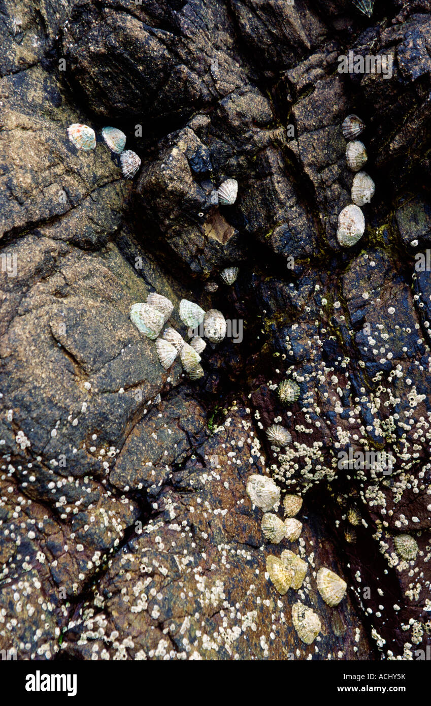 seashell and barnacle at the cliff Stock Photo - Alamy