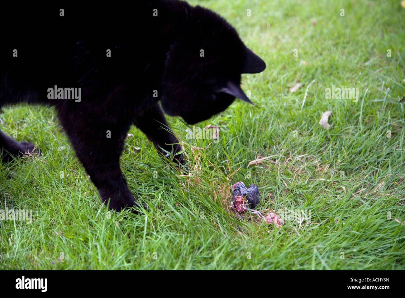 A BLACK DOMESTIC CAT HAS CAUGHT A BIRD AND IS IN THE PROCESS OF PLAYING ...