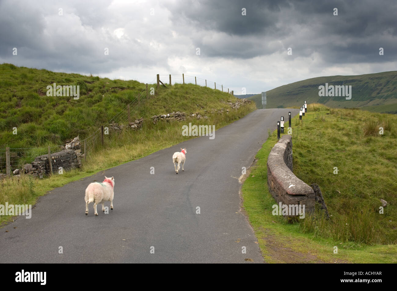 sheep on remote rural road to Trecastle in the Brecon Beacons national ...
