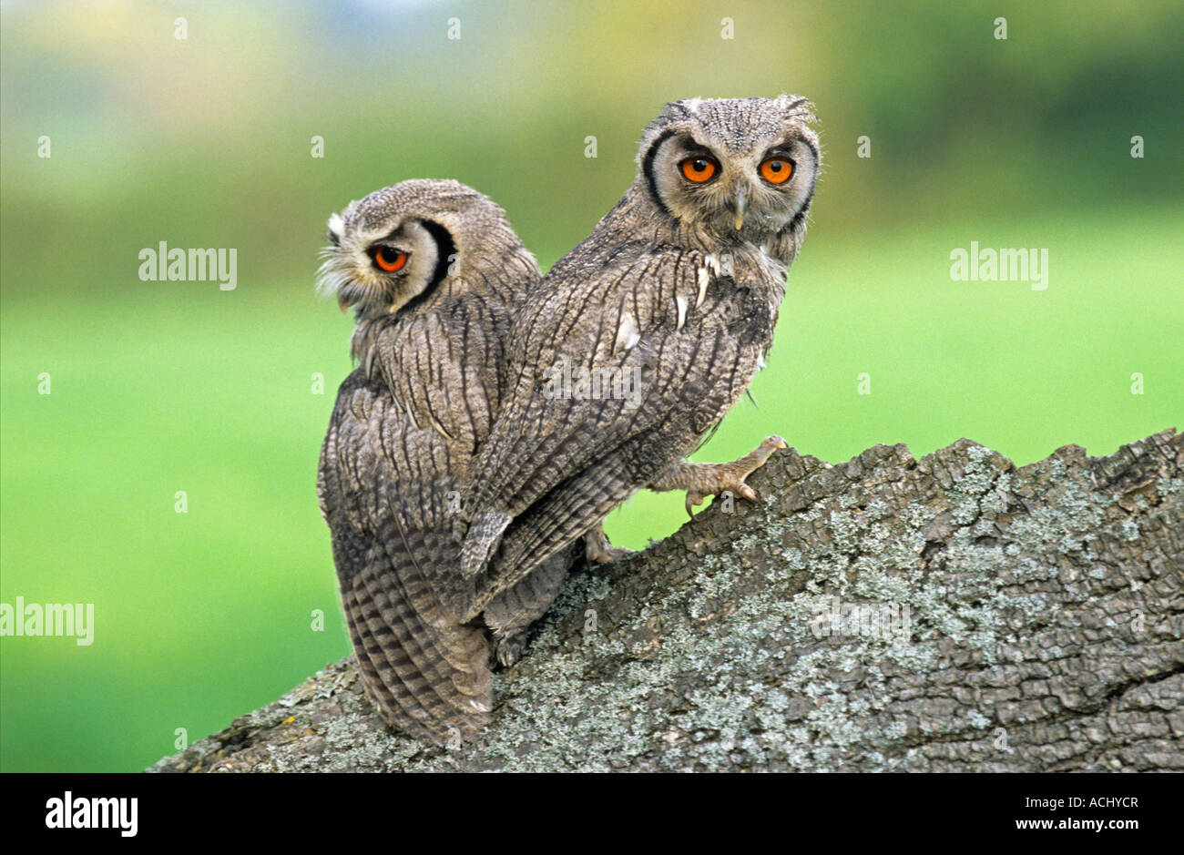 White Faced Scops Owl Otus leucotis A pair of white faced scops owls on ...