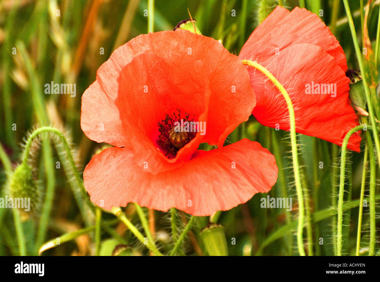 Two Scarlet Poppies in Close up with Grass background Stock Photo - Alamy