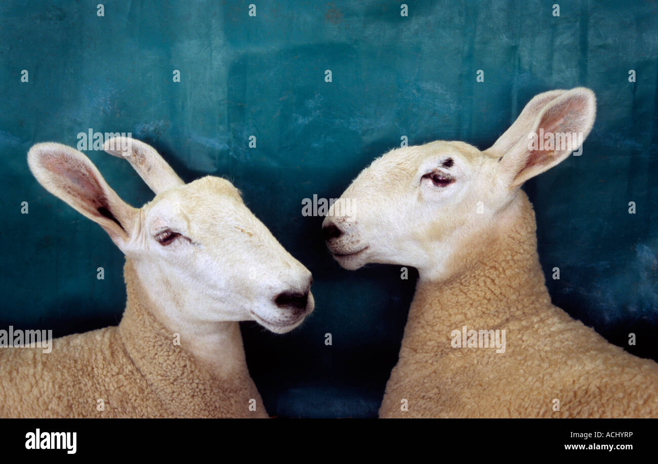 Prize Winning Sheep Stock Photo - Alamy
