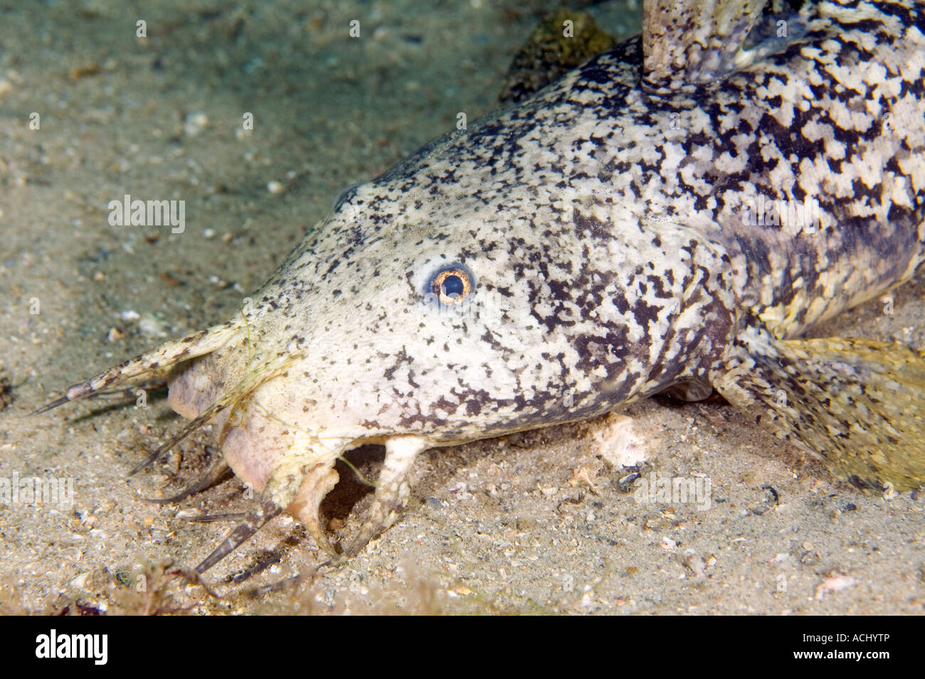 Estuary catfish hi-res stock photography and images - Alamy