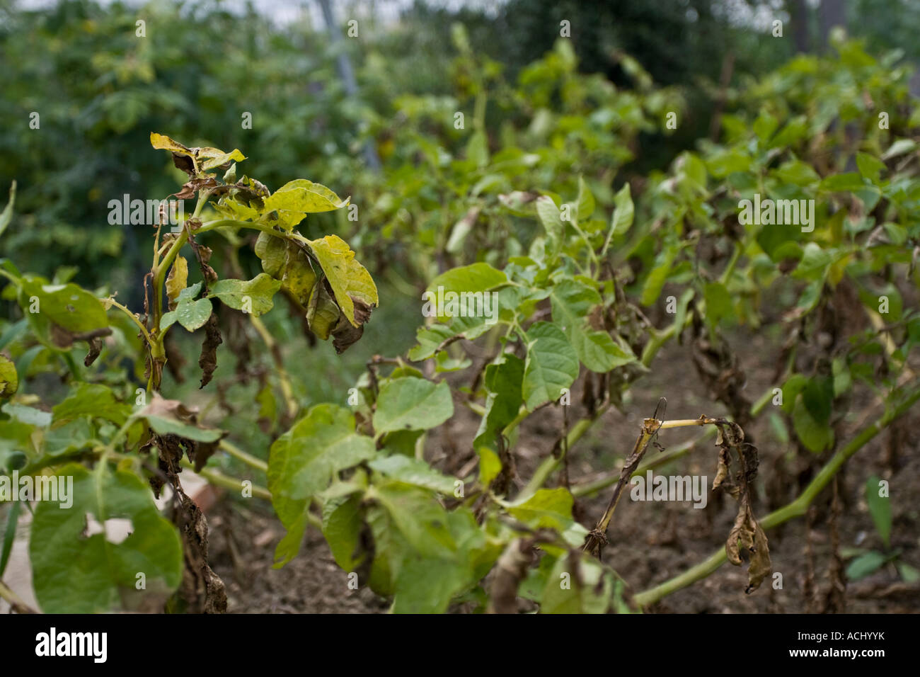 Potato Tuber Blight High Resolution Stock Photography and Images - Alamy