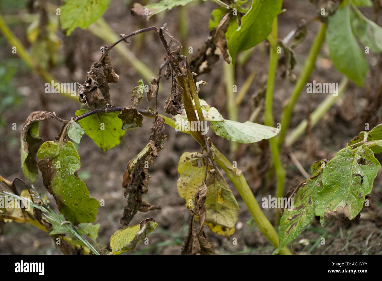 Potato Blight High Resolution Stock Photography and Images - Alamy