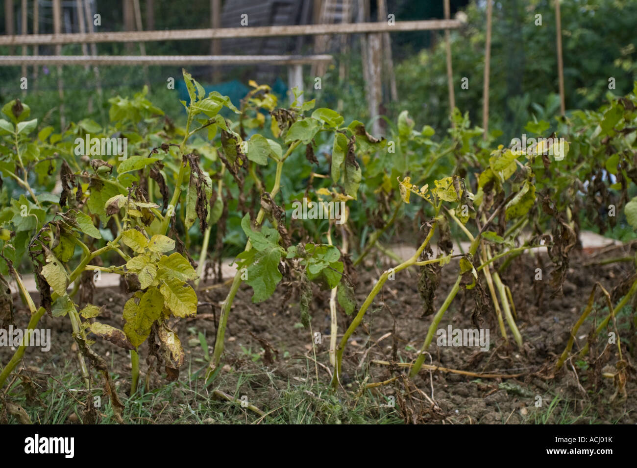 Potato Tuber Blight High Resolution Stock Photography and Images - Alamy