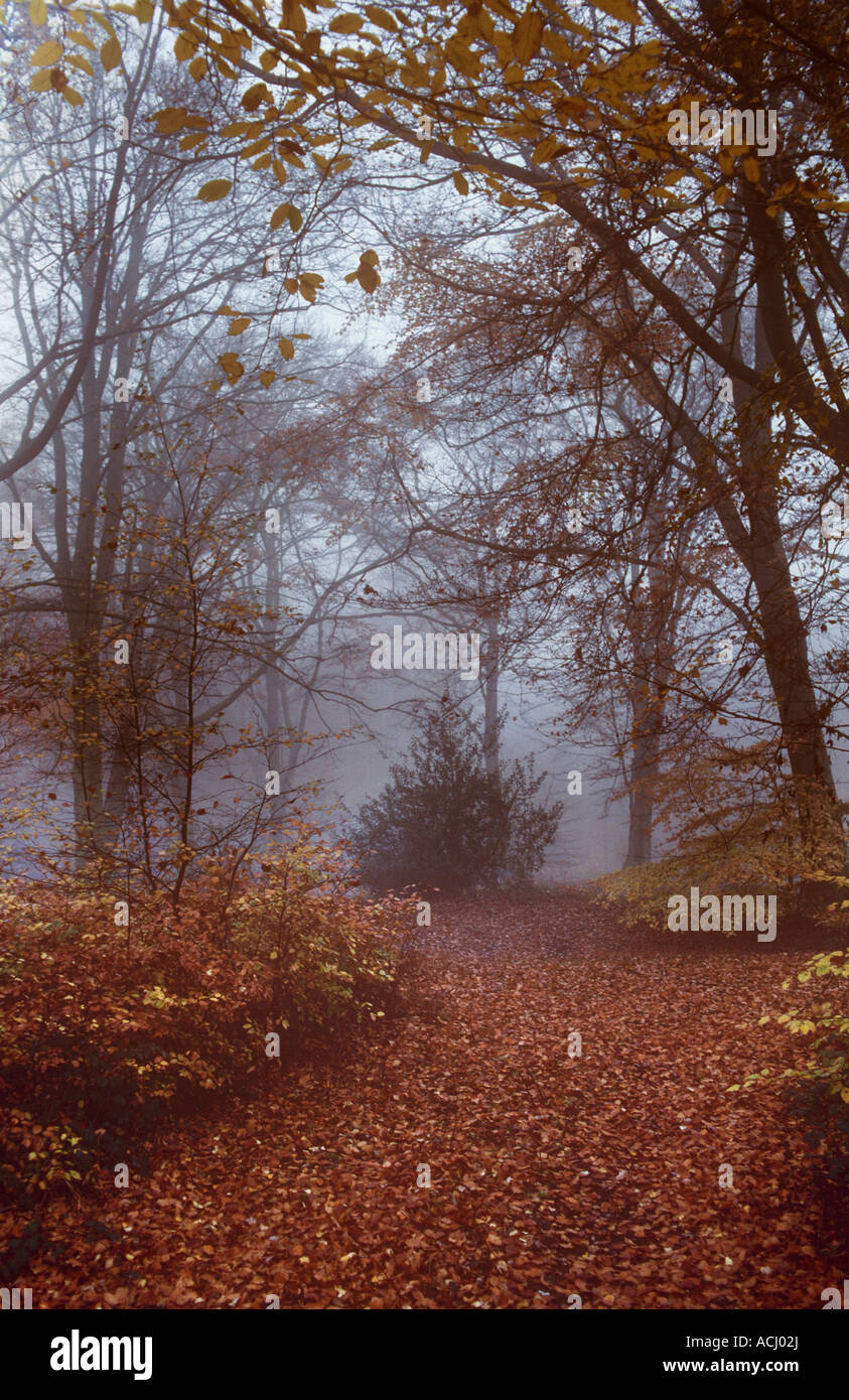 Autumn in Epping Forest Essex Stock Photo - Alamy