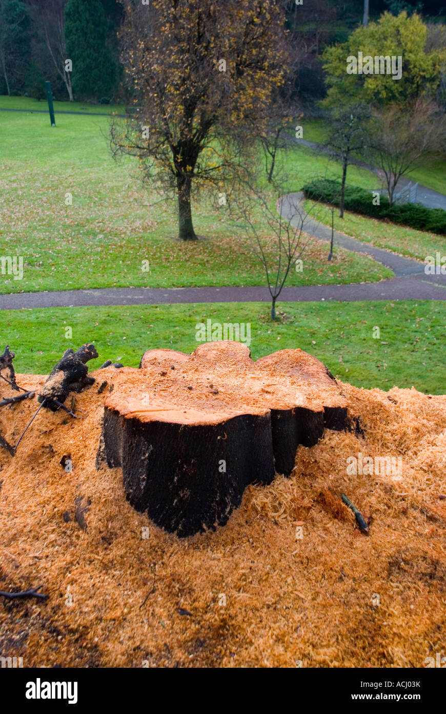 A sawn off tree stump in a public park Stock Photo - Alamy
