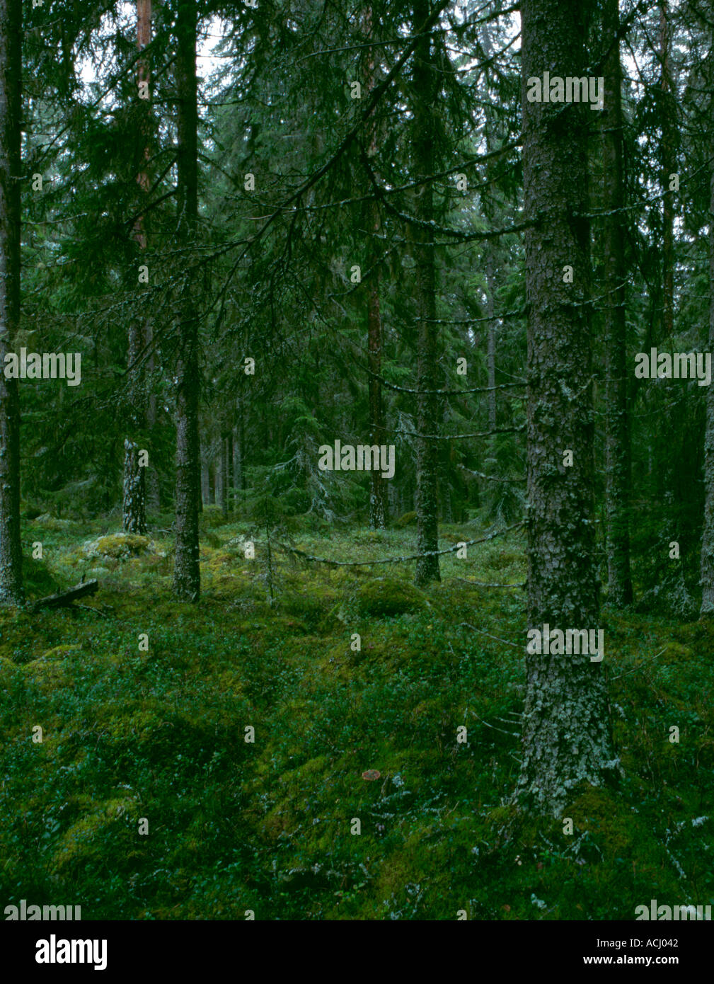Typical Swedish coniferous forest scene, northern Sweden Stock Photo ...
