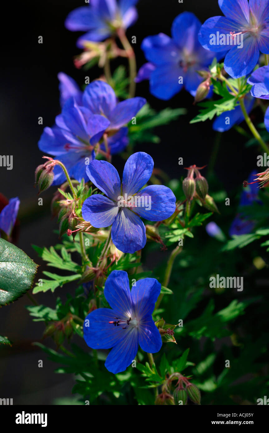 A Species Of Geranium Flowers Outside In A Garden Enviroment Stock ...