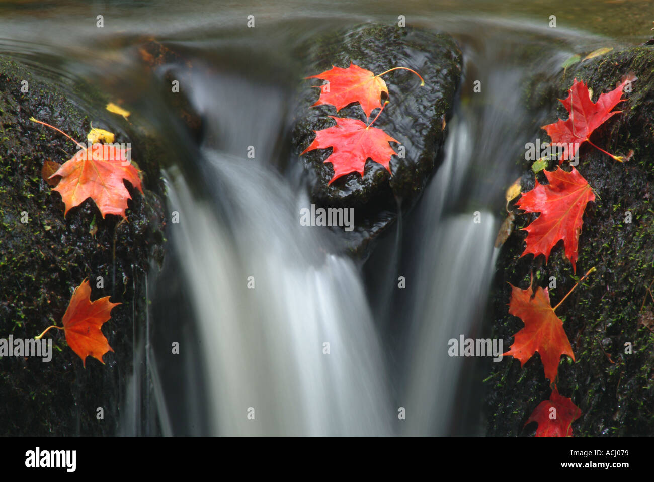 Autumn waterfall and sycamore leaves Stock Photo - Alamy
