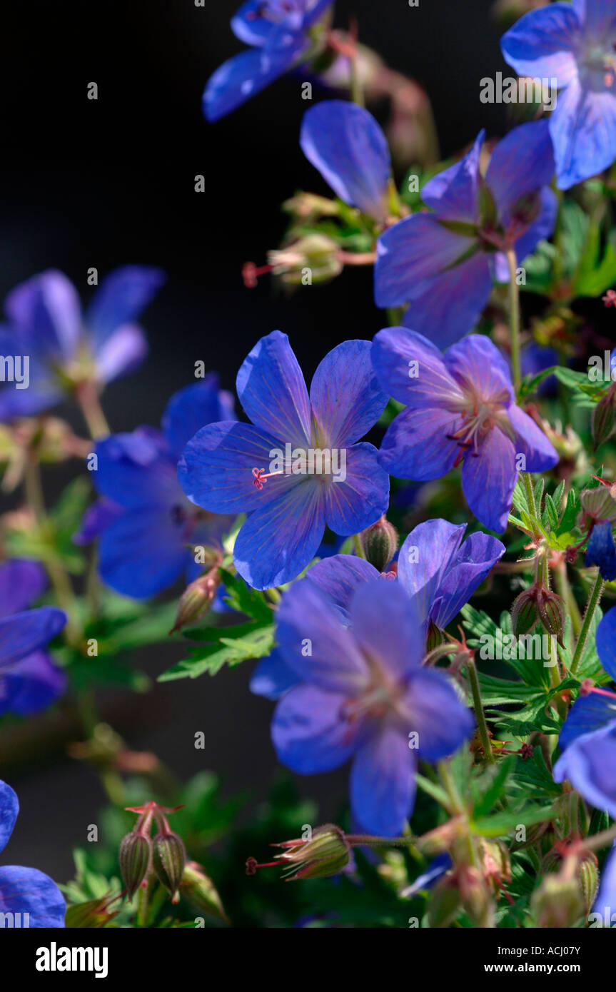 Species of geranium hi-res stock photography and images - Alamy