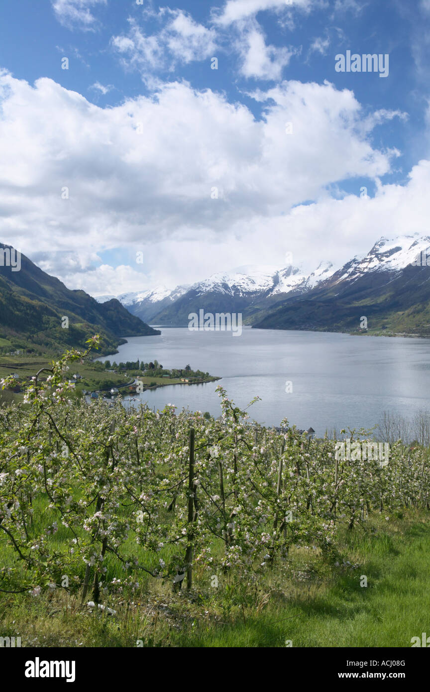 Apple blossom and orchards above Lofthus and Sorfjorden, Ullensvang ...