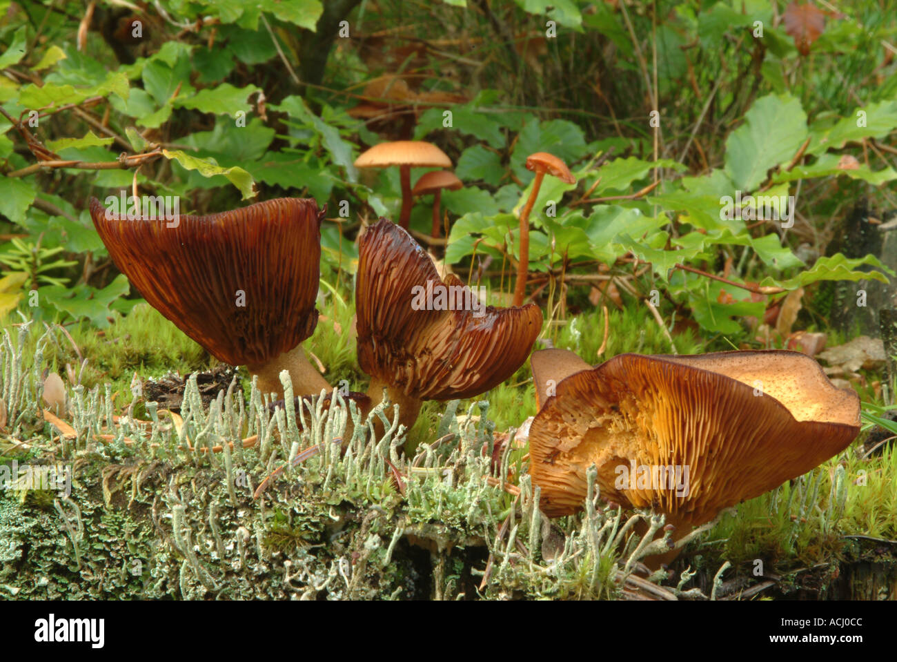 Toadstools Paxillus atrotomentoesus on conifer tree stump Stock Photo ...