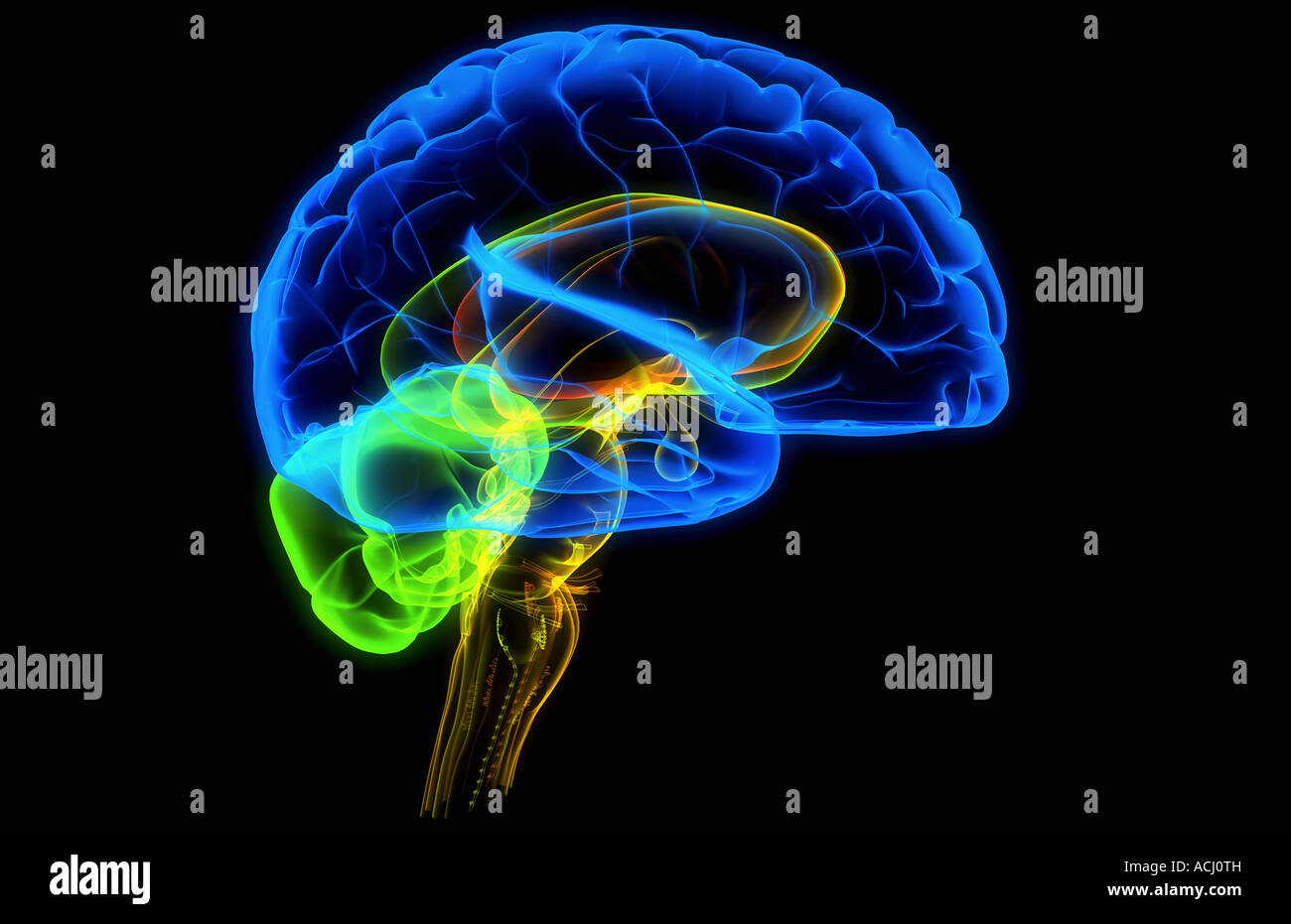 Human brain illustration colour hi-res stock photography and images - Alamy