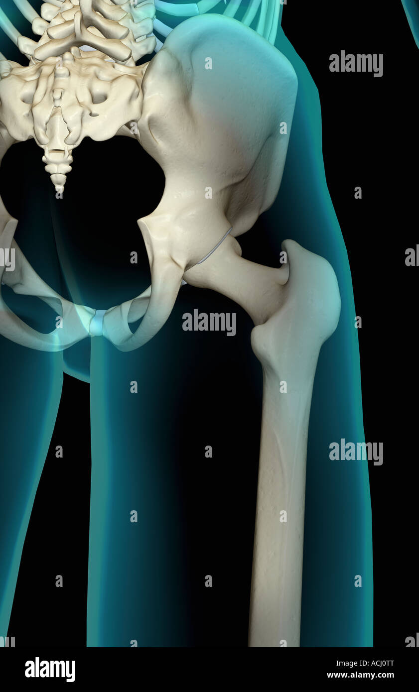 Pelvic outlet hi-res stock photography and images - Alamy