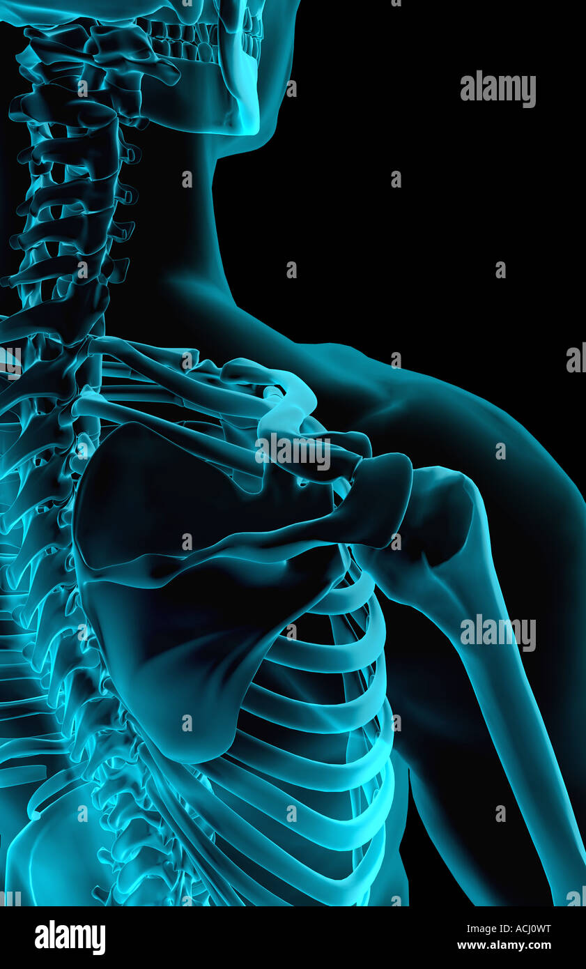 Shoulder blade anatomy hi-res stock photography and images - Alamy