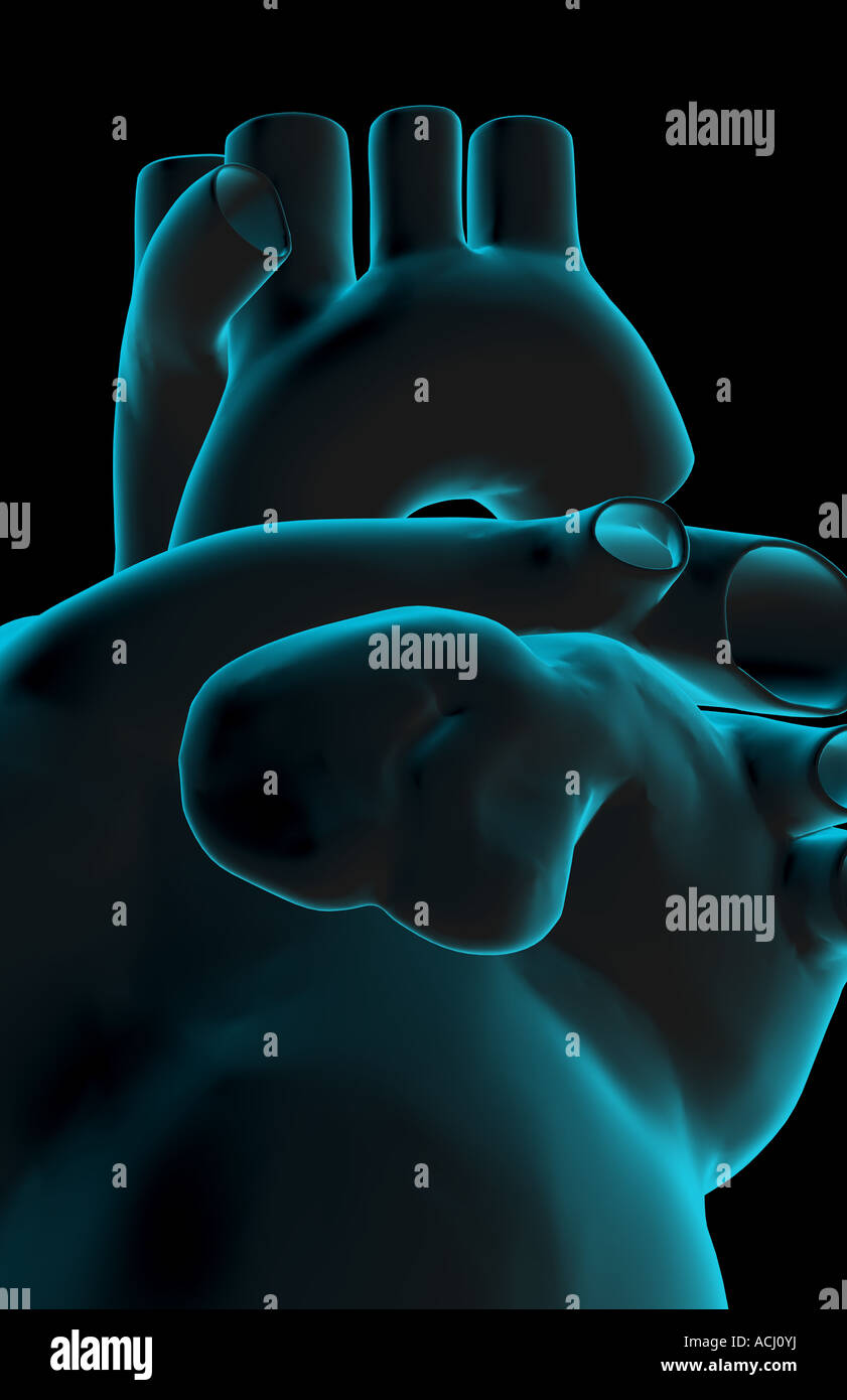Human heart anatomy side view hi-res stock photography and images - Alamy