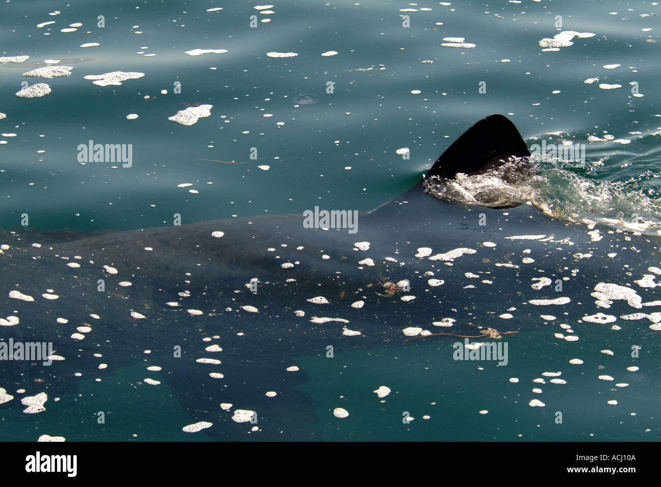 Basking shark and scotland hi-res stock photography and images - Alamy