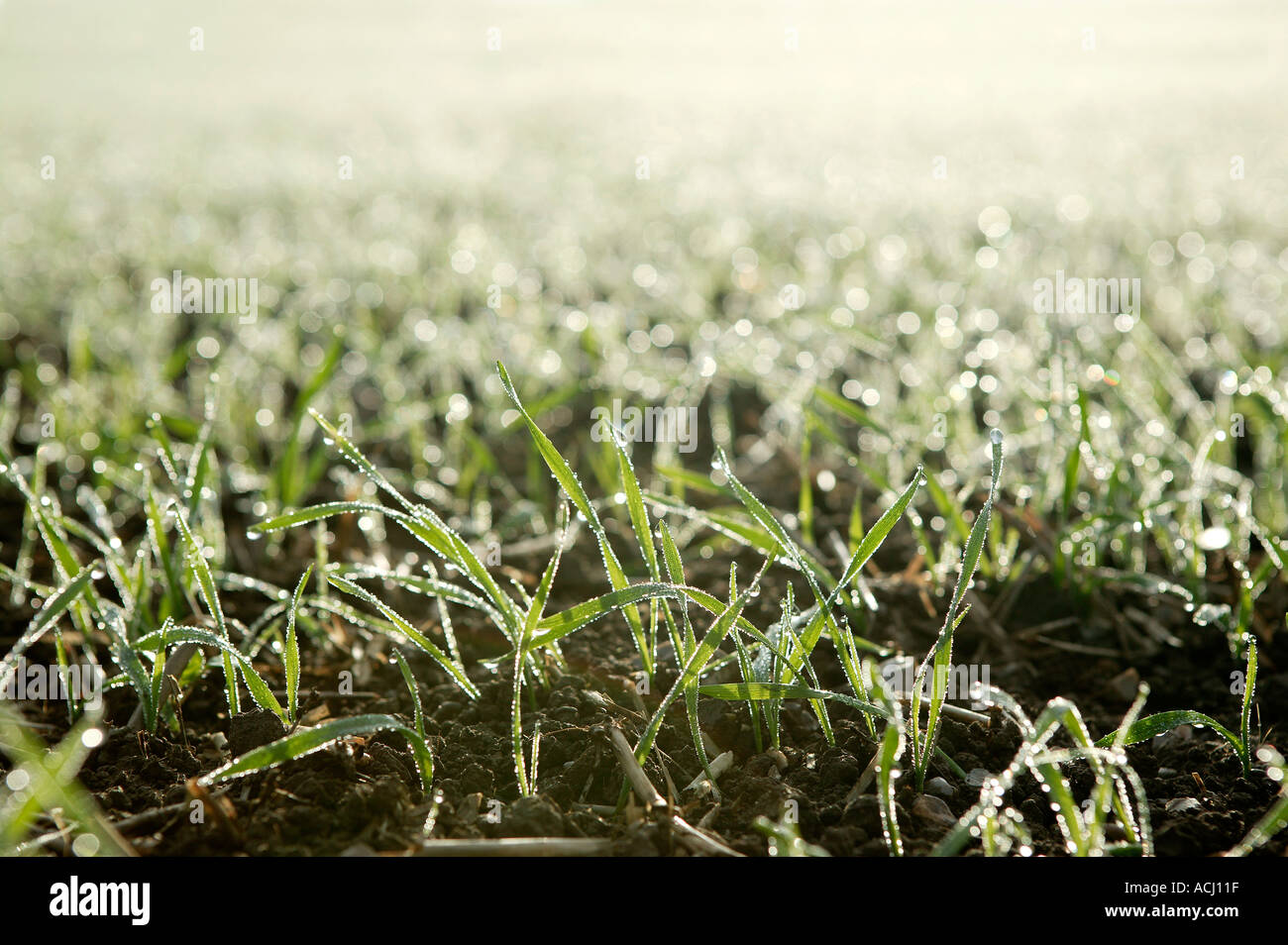 detail of early wheat crop in agricultural feild Uk europe dew ground ...