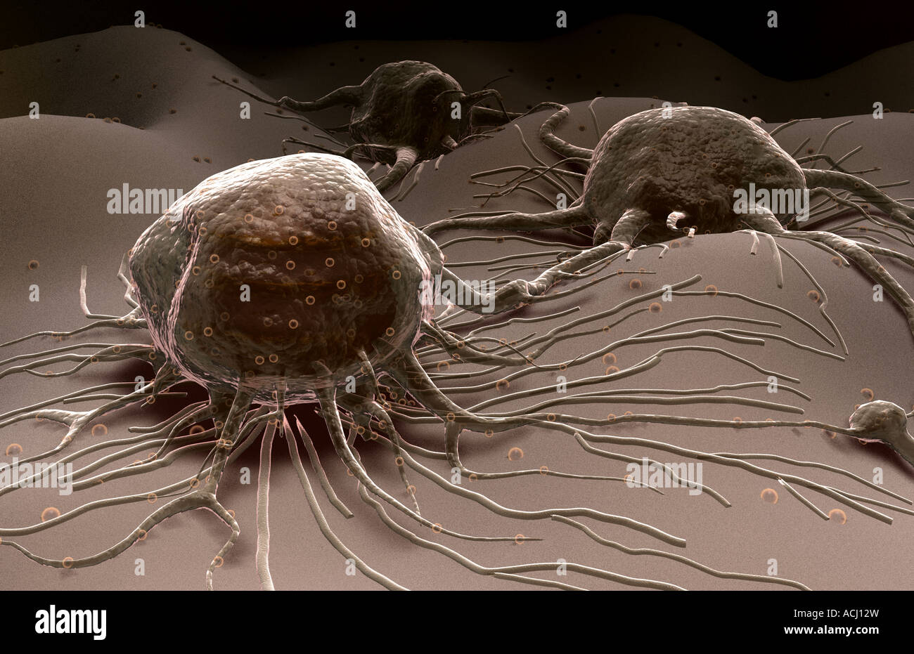 Cancer cells side by side hi-res stock photography and images - Alamy