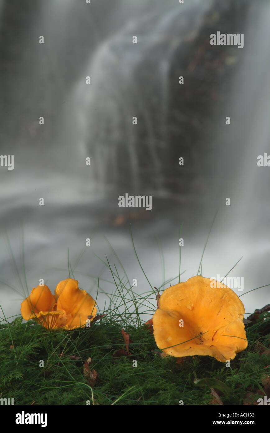 UK Scotland Perthshire Autumn Waterfall with Toadstools Stock Photo - Alamy