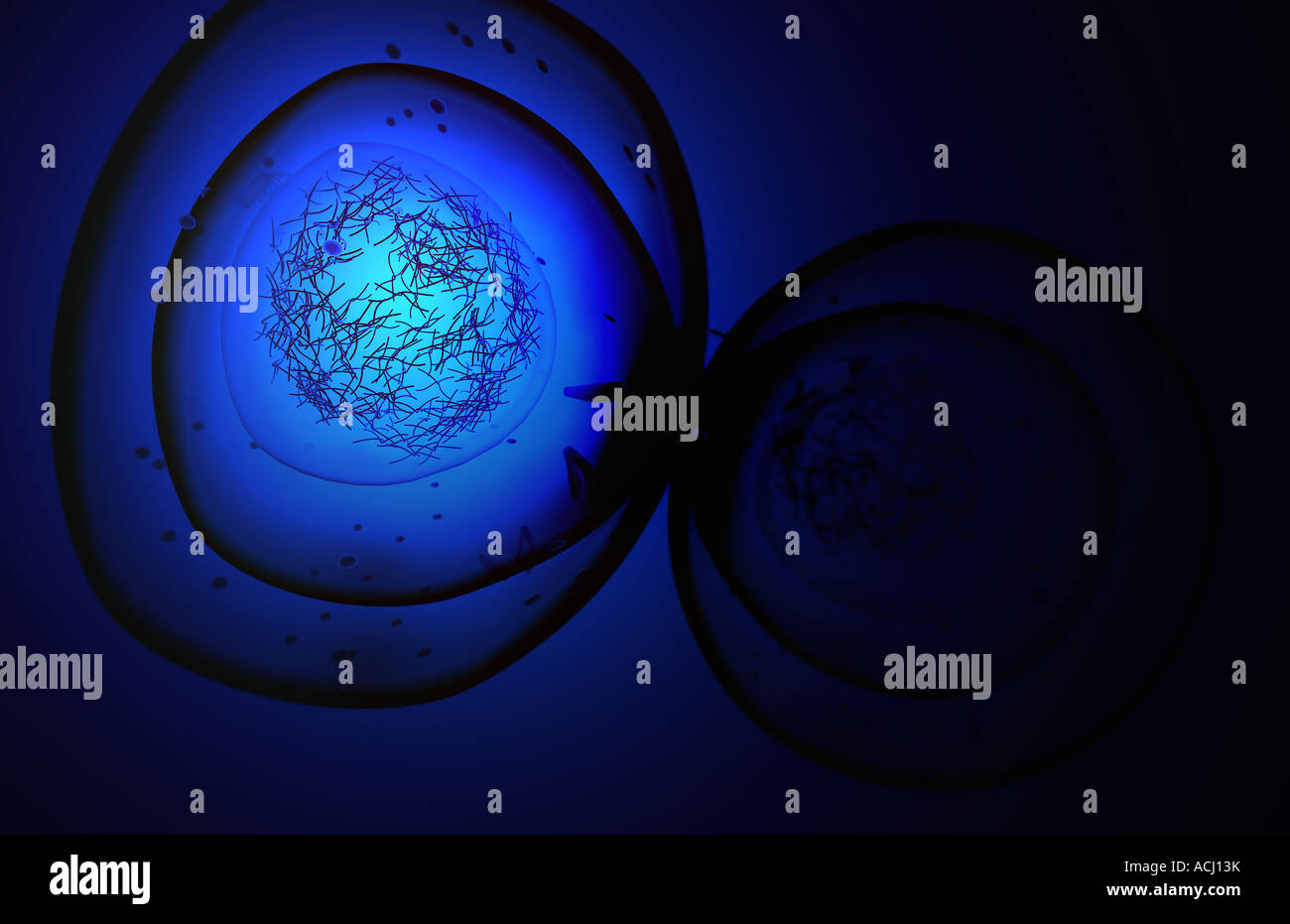 Mitosis stages hi-res stock photography and images - Alamy