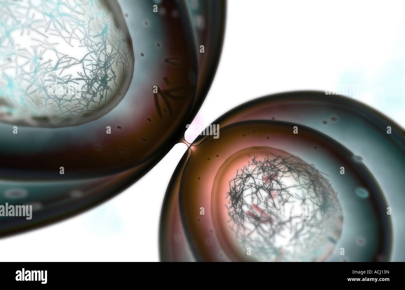 Stages of mitosis hi-res stock photography and images - Alamy