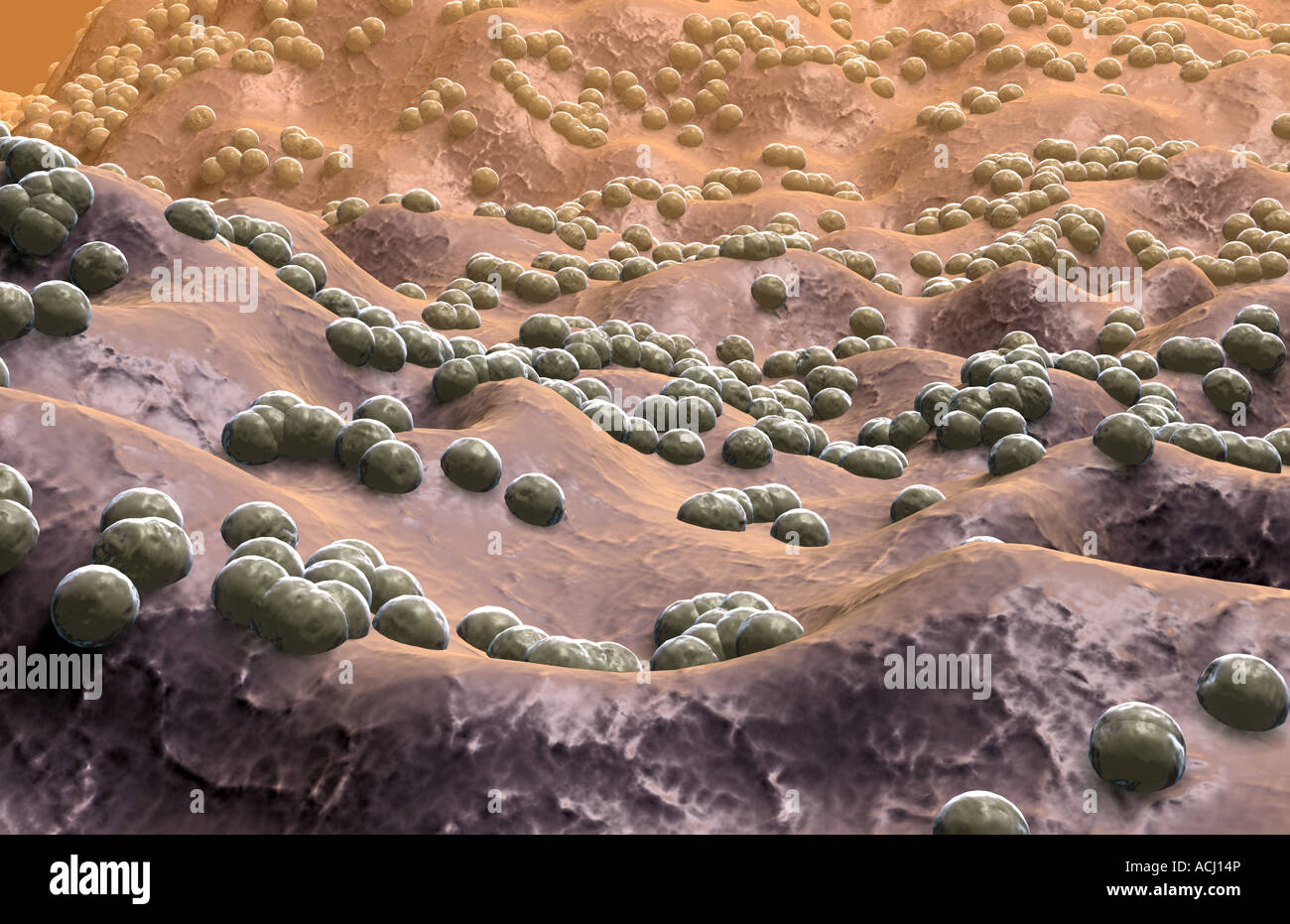 Coccus bacteria hi-res stock photography and images - Alamy