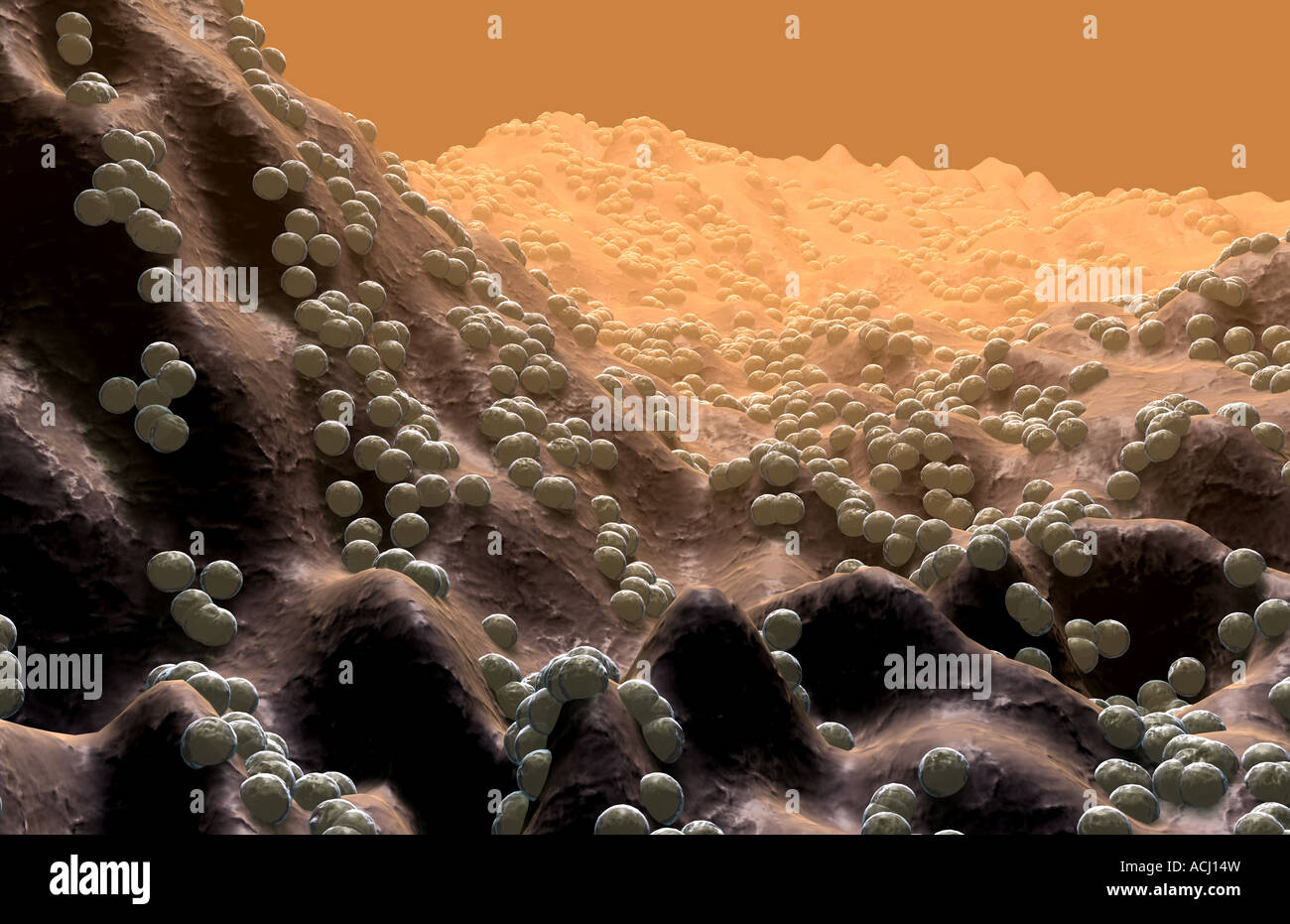 Coccus bacteria hi-res stock photography and images - Alamy