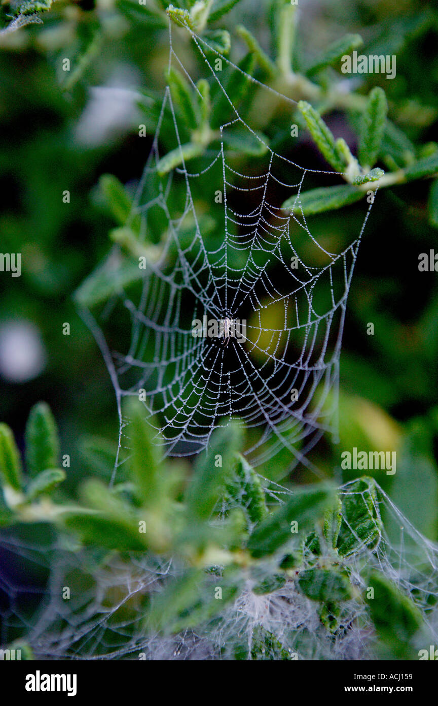 spider web showing construction skills of the natural world in early ...