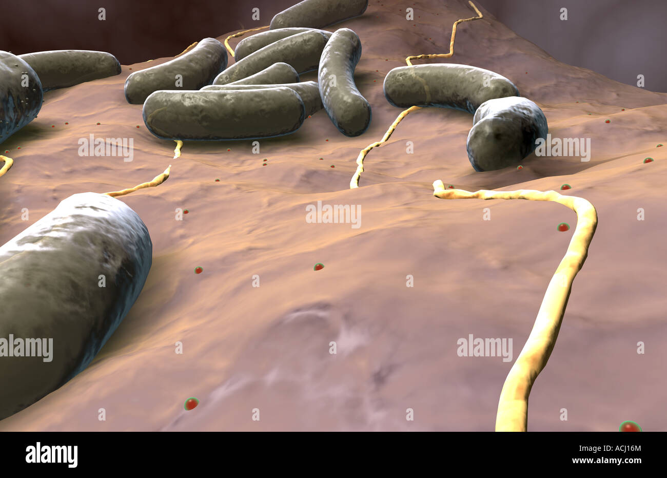 Bacillus Cereus Bacteria High Resolution Stock Photography and Images ...