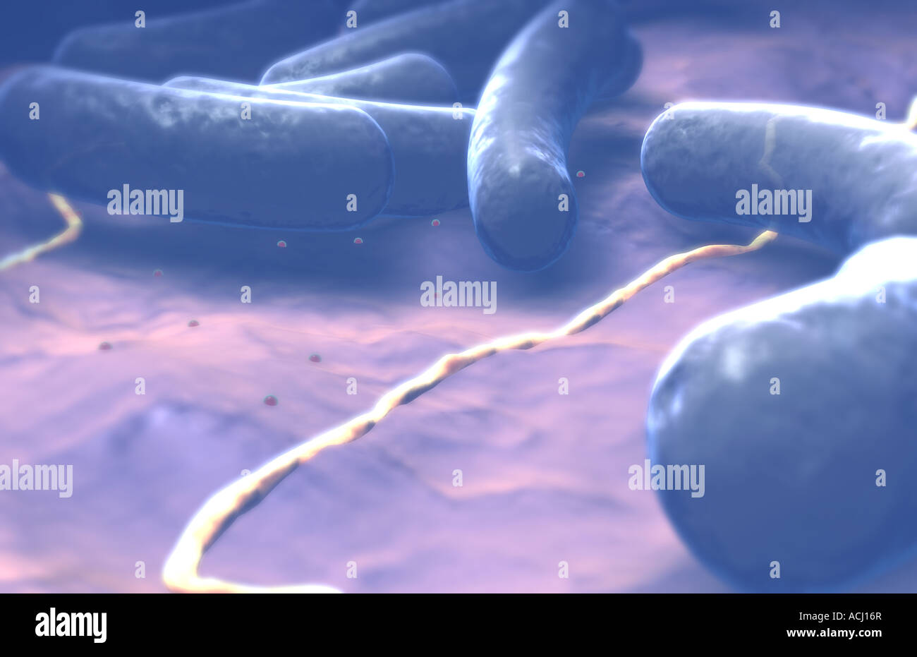 Bacillus cereus hi-res stock photography and images - Alamy