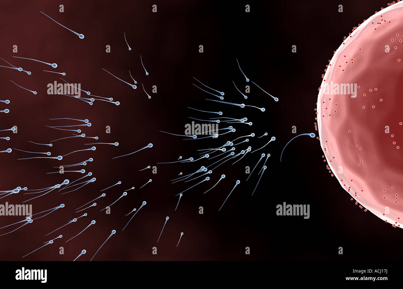 Fertilisation Stock Photo - Alamy