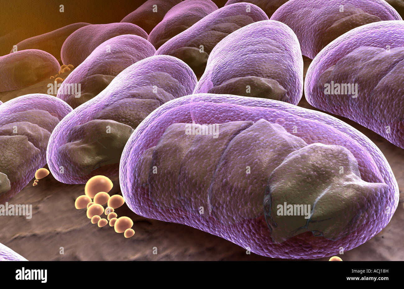 Generic bacterial cells Stock Photo - Alamy