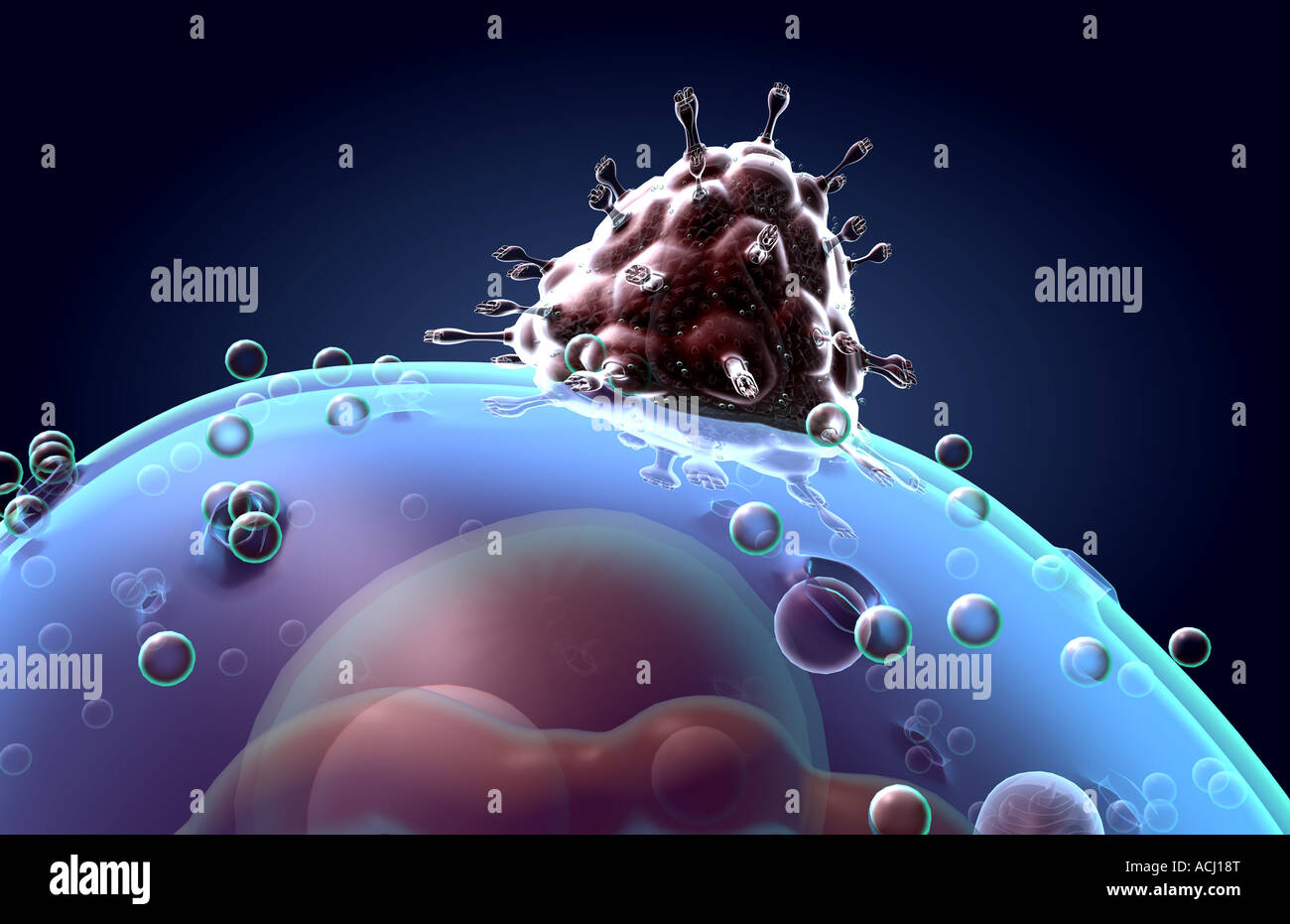 HIV cell fusion Stock Photo - Alamy