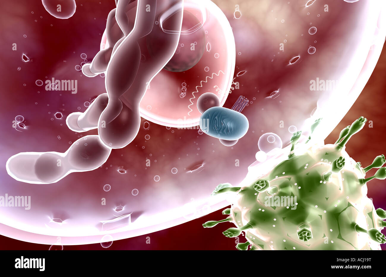 HIV cell fusion Stock Photo - Alamy
