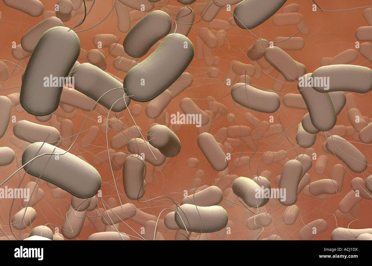Rod Shaped Gram Negative Salmonella High Resolution Stock Photography ...