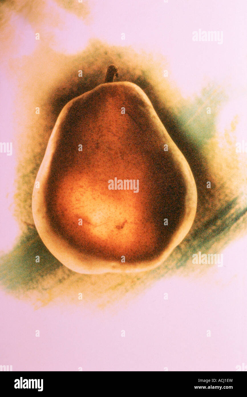 Brown/yellow pear special effect Stock Photo - Alamy