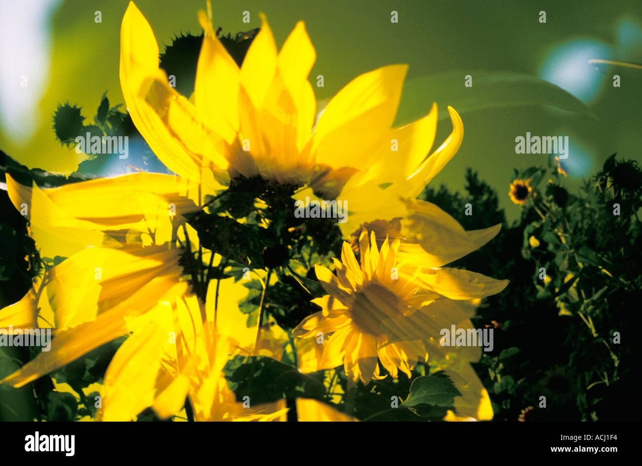 Sunflowers (Helianthus) in a garden. Double exposure Stock Photo - Alamy