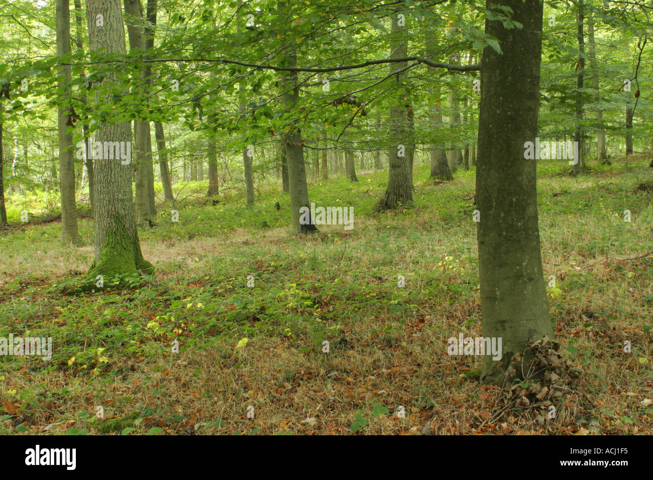 ENGLAND Worcestershire Wyre Forest A typical example of woodland within ...
