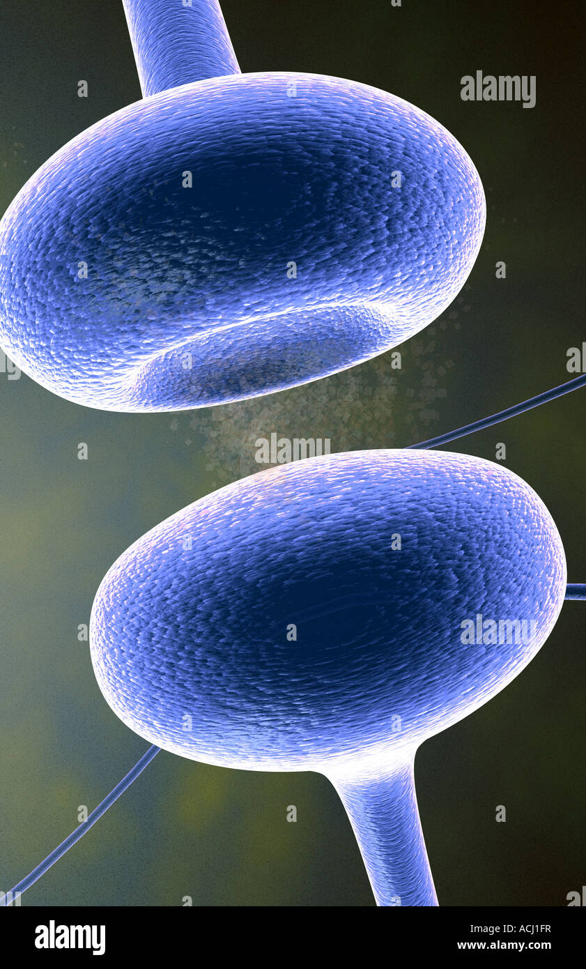 Synaptic ending hi-res stock photography and images - Alamy