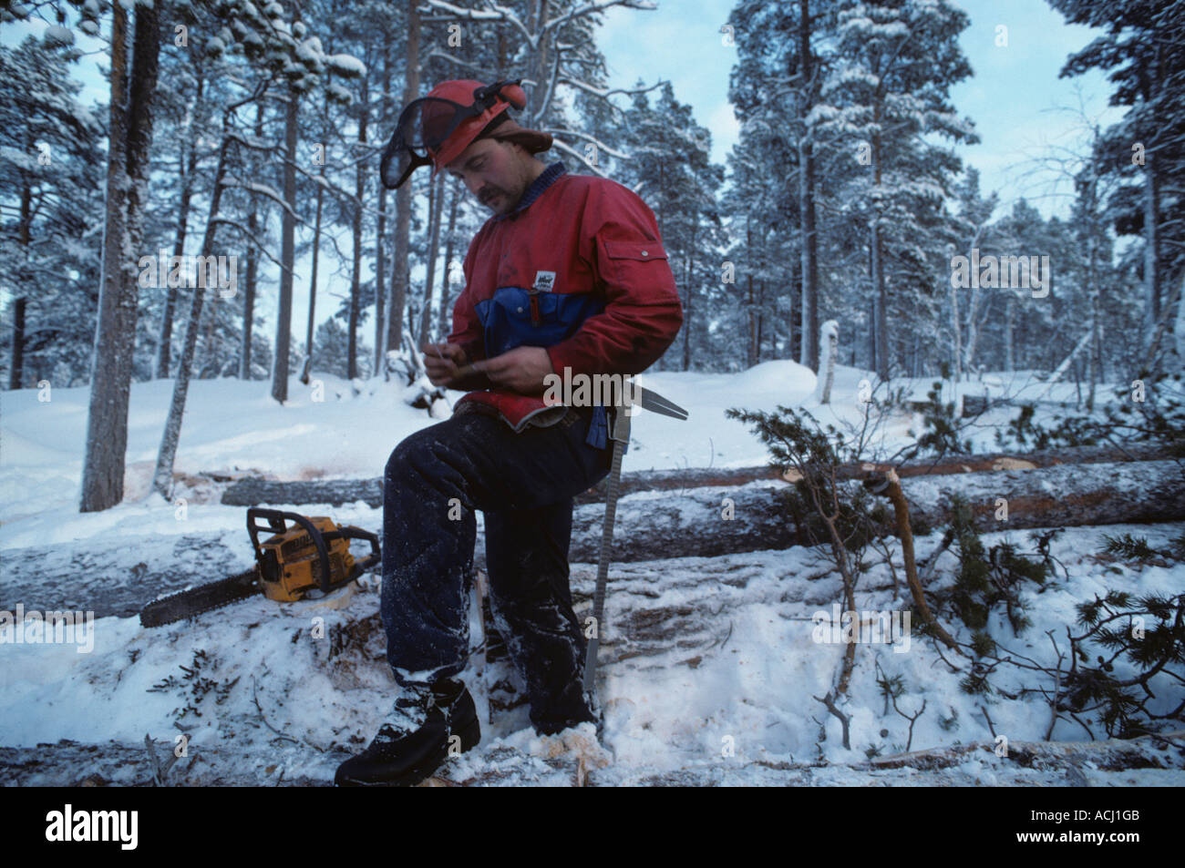 Europe Norway Logger cuts trees in early winter snow outside arctic ...