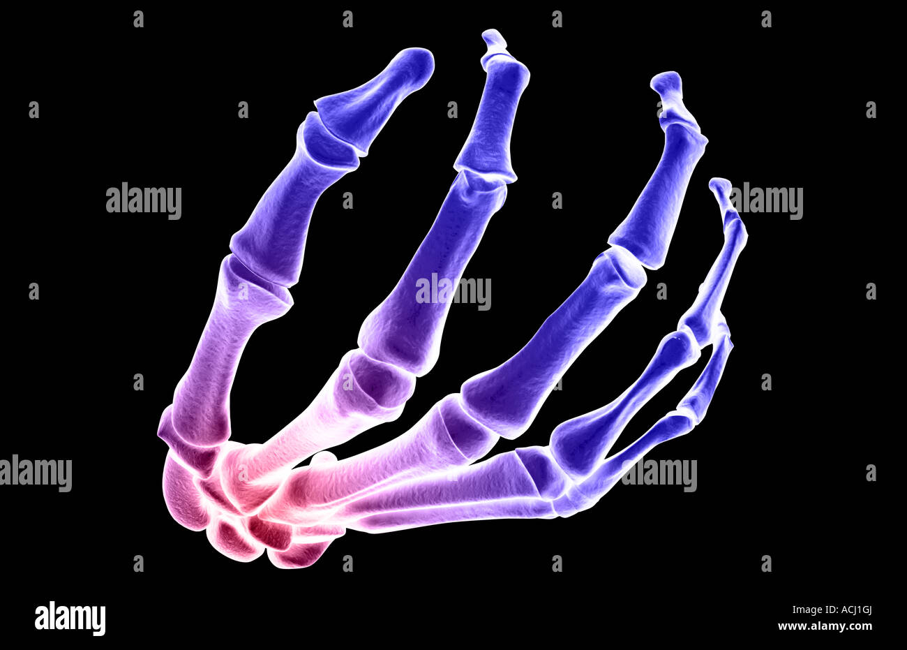 The bones of the hand Stock Photo - Alamy