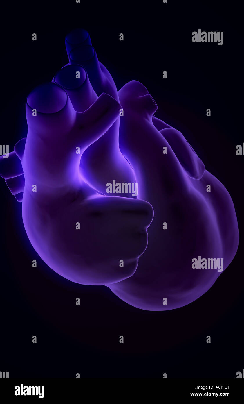 Human heart anatomy side view hi-res stock photography and images - Alamy