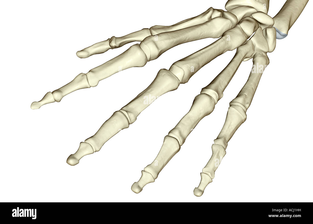 Bones Hand Phalanx Phalanges Stock Photos & Bones Hand Phalanx ...